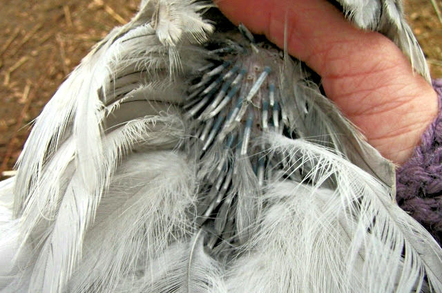 The Ins and Outs of Molting Season - Kent Nutrition Group