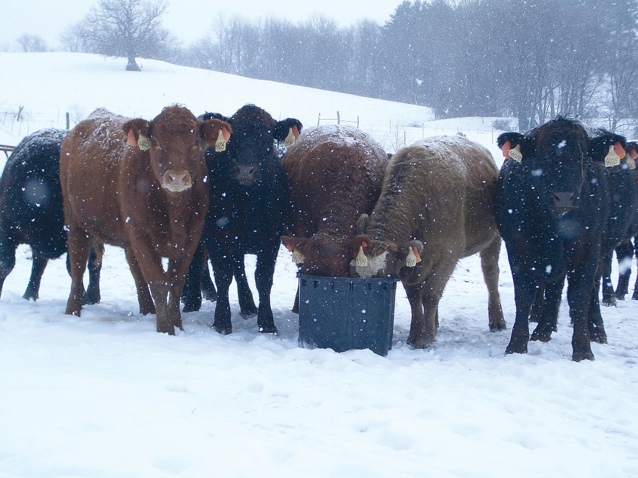 Are you taking the right steps to keep your animals warm this Winter ...